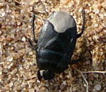 Schnabelkerfe (Wanzen, Zikaden)